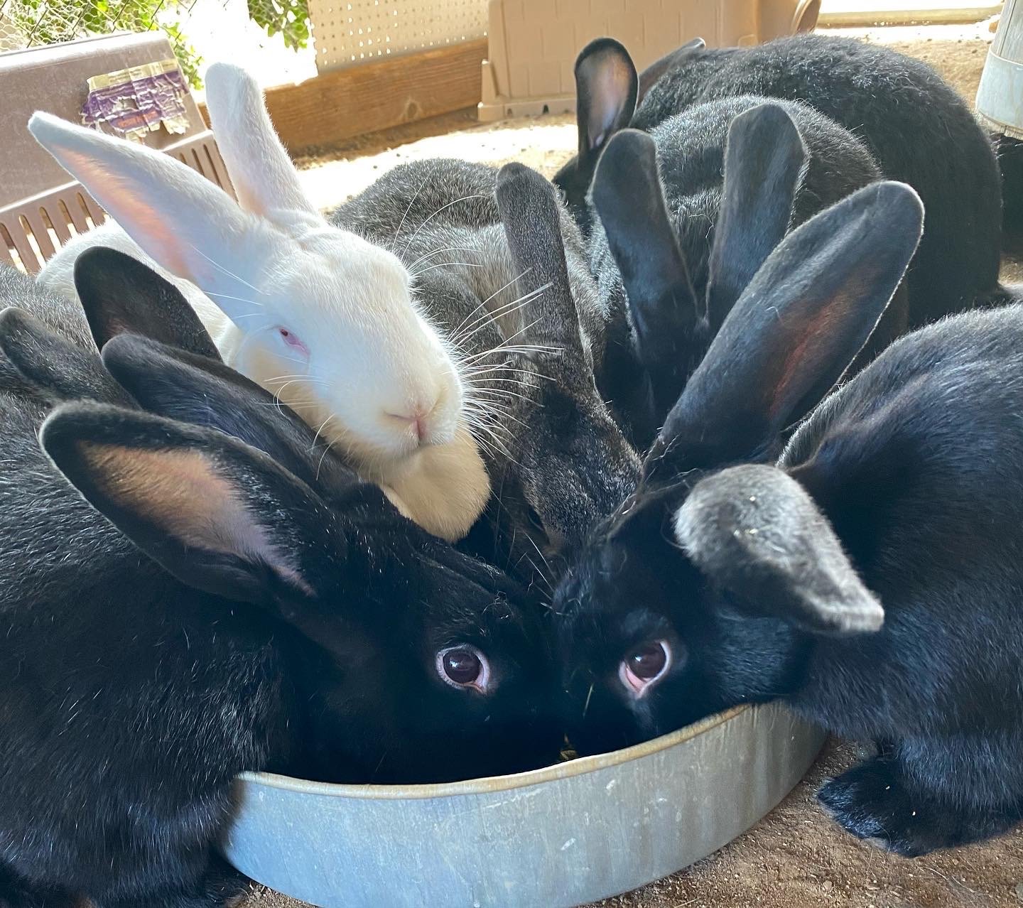 Summer Newsletter - Elayne Boosler's Tails of Joy